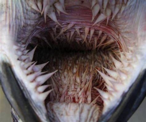 Inside The Mouth Of A Loggerhead Sea Turtle Pics