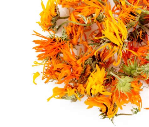 Calendula – Mady Oglu