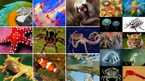 Phylum Hemichordata Definition Classification Characteristics Examples Biology Notes Online