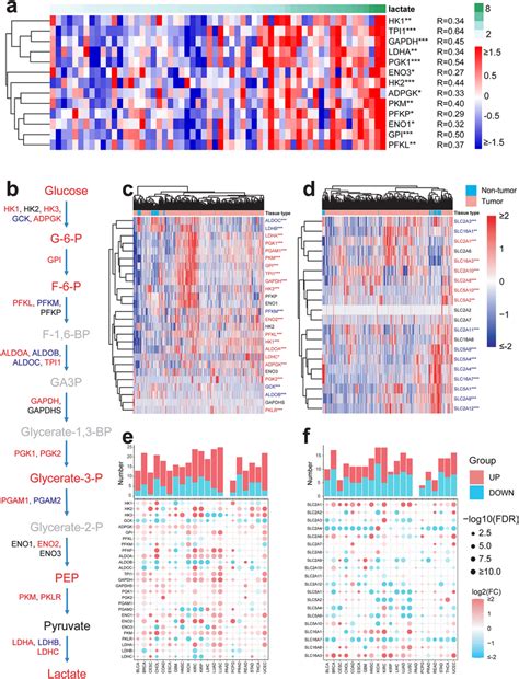 Pan Cancer Transcriptome Analysis Of Glycolytic Metabolic Enzymes And