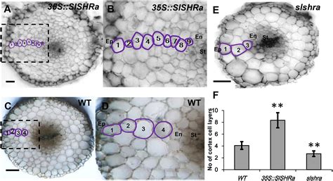 Frontiers Spatial Expression And Functional Analysis Of Casparian