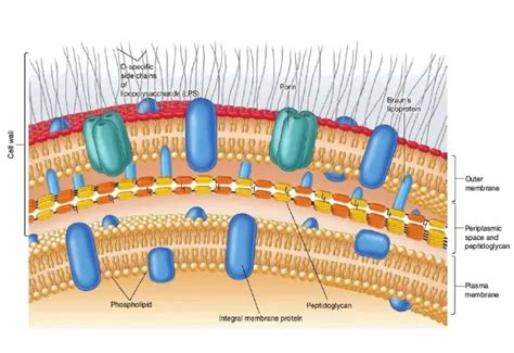 Bacterial Cell Wall Structure And Composition Biology Notes Online
