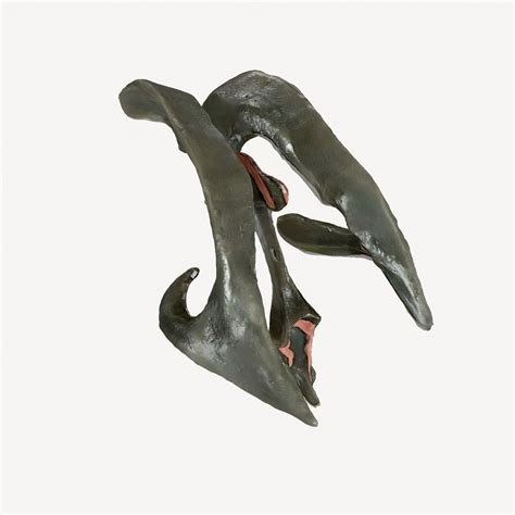 08 ‘verbindingen Corpus Callosum Gyrus Cingulate En Witte Stof Netwerken Brein Kleien