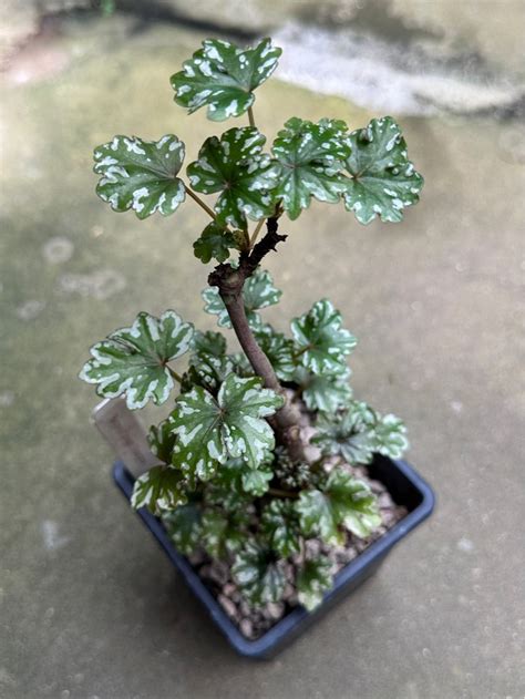 Begonia Dregei Glasgow Furniture And Home Living Gardening Plants