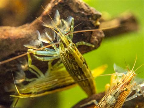 Home Freshwater Shrimp Large Bamboo Shrimp Atyopsis Spinipes