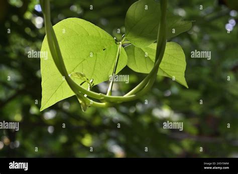 Low Angle View Of A Winged Bean Vine Leaflet With A Tiny Bug Sitting On Its Underside The