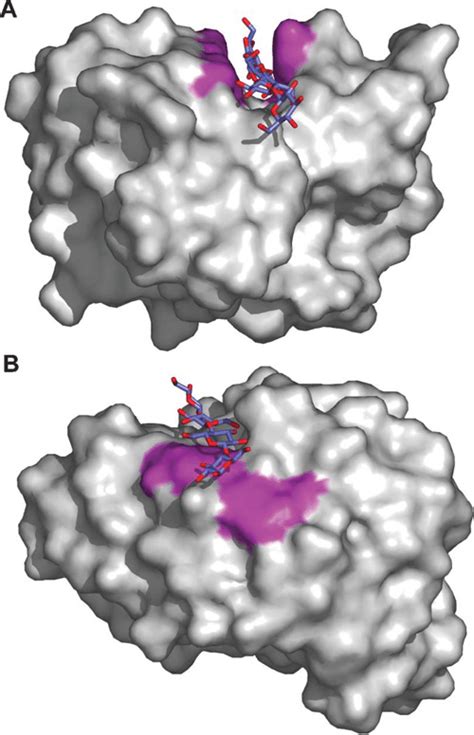 solvent accessible surface representations of two cbms showing the