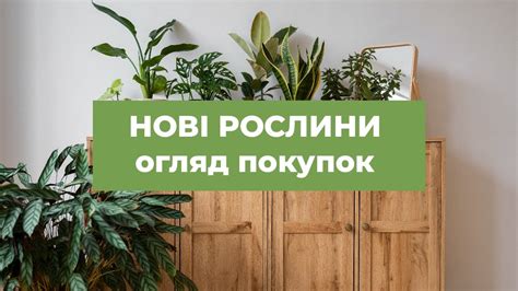НОВІ РОСЛИНИ ВДОМА Огляд покупок назви сортів велика колекція рослин Youtube
