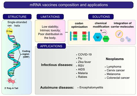 Mrna Single Stranded