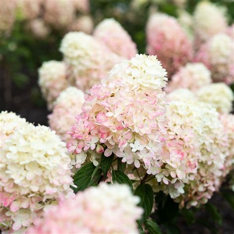 Hydrangea Paniculata Living Raspberry Pink Lcno10 Pbraf Hydrangea Paniculata Living Raspberry Pink Lcno10 Pbraf
