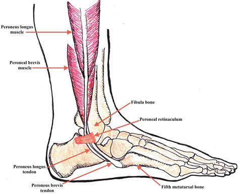 Anatomy Of Tendons