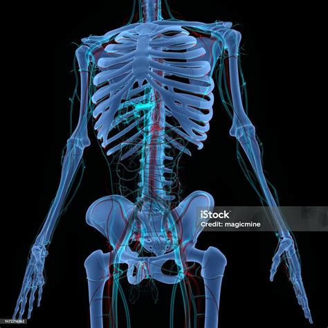 Photo Libre De Droit De Système De Squelette Humain Anatomie De Joints Osseuse Banque Dimages