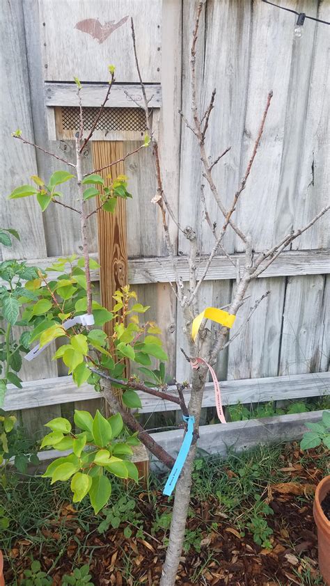 Fruit Trees Home Gardening Apple Cherry Pear Plum Multi Variety Grafted Fruit Trees