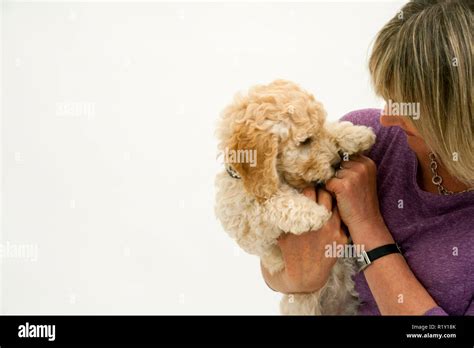 A Cute 12 Week Old Cockapoo Puppy Bitch On A White Background Is