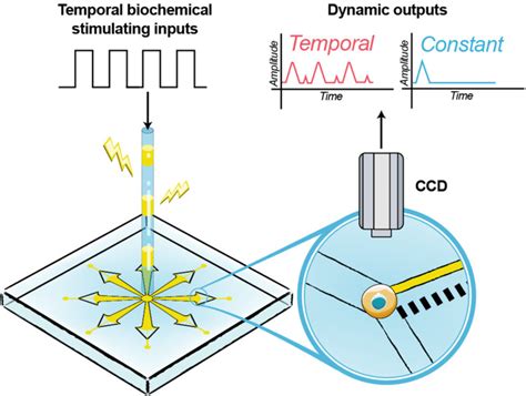 A Microfluidic Array Device For Single Cell Capture And Intracellular