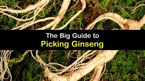 Ginseng Harvesting Guide Best Time For Digging Up Ginseng