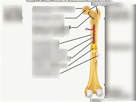 Quiz 12 Bone Diagram Quizlet