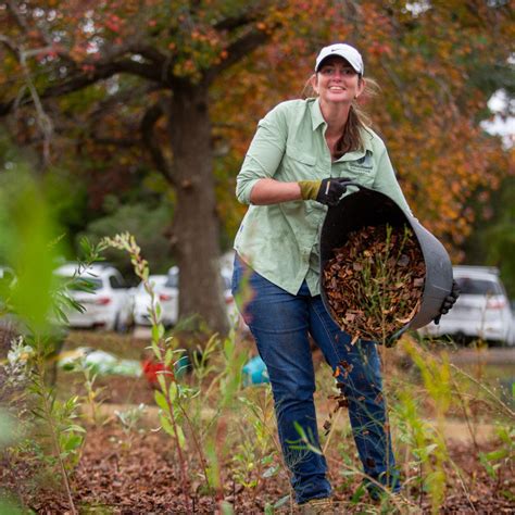 Tiny Forests Aap Nature Media Centre