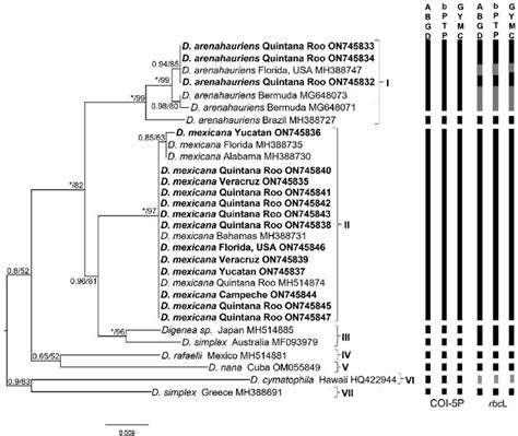 maximum likelihood ml tree for species of digenea recorded in mexico