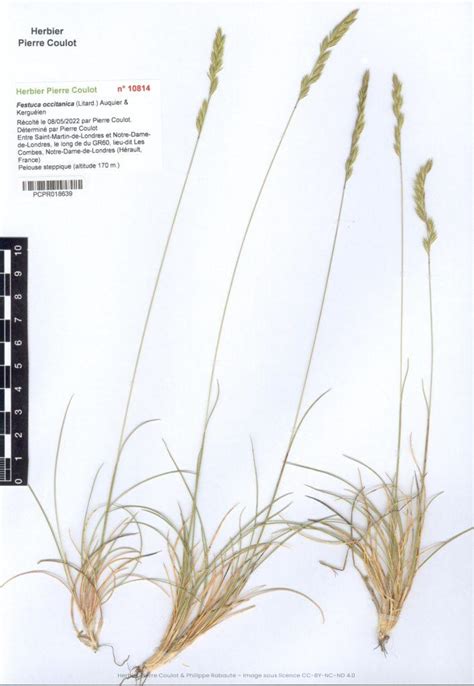Festuca Occitanica Litard Auquier And Kerguélen Société Botanique D