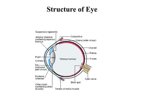 Diabetic Retinopathy Analysis Using Fundus Image Pptx Eye And Vision Conditions Diseases