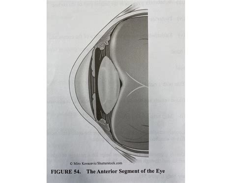 Pns Final Ant Segment Eye Quiz