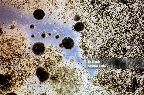 실험실 미생물학 연구를 위한 토양 샘플에서 선택적 매체에 방 선 박테리아 효 모 및 곰 팡이의 특징 0명에 대한 스톡 사진 및 기타 이미지 Istock