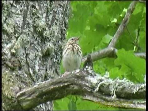 TRÄDPIPLÄRKA Tree Pipit Anthus trivialis Klipp YouTube