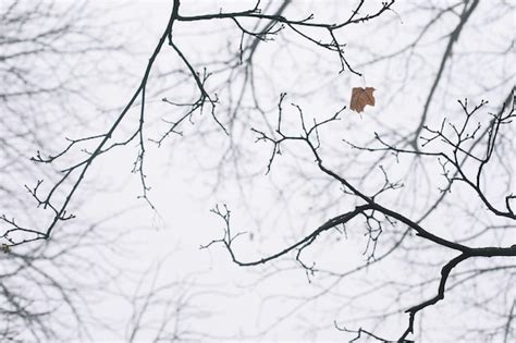 Premium Photo Tree Crown Without Leaves Bare Branches Late Autumn Or Winter Naked Branch Of