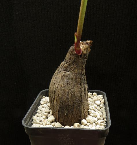 Dolichos Specmalawi 4cm • Palmai Succulent Garden