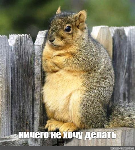 Мем ничего не хочу делать Все шаблоны Meme