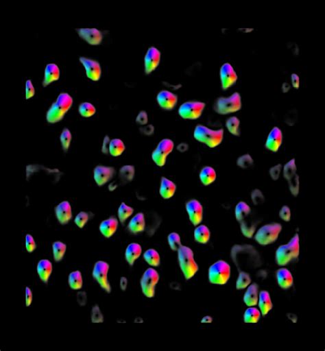 Segmentation With Transcripts Only Image Analysis Image Sc Forum