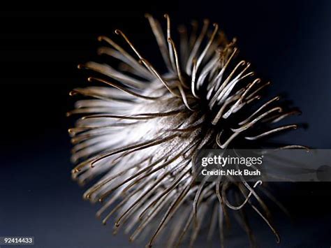 Burr Bush Photos And Premium High Res Pictures Getty Images
