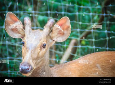 Cute Indian Hog Deer Hyelaphus Porcinus A Small Deer Whose Habitat