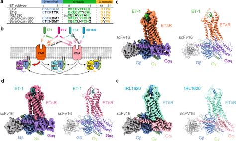 Cryo Em Structures Of Et 1 Etar Gq Et 1 Etbr Gq And Irl1620 Etbr Gi