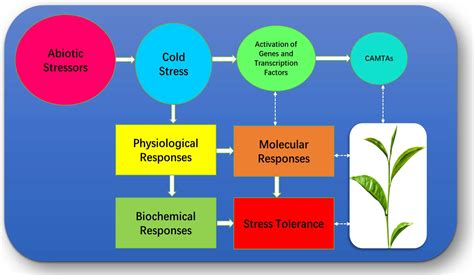 The Role Of Calmodulin Binding Transcription Activator In Plants Under Different Stressors