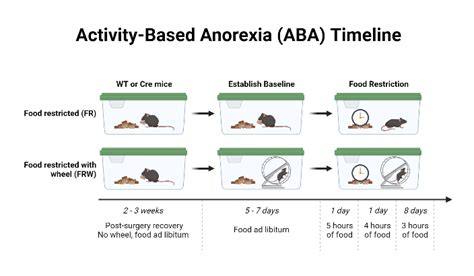 Activity Based Anorexia ABA Timeline BioRender Science Templates