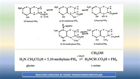 Coenzymes Structure And Function Pptx