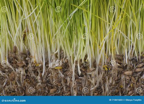 Root System On A White Background Royalty Free Stock Image