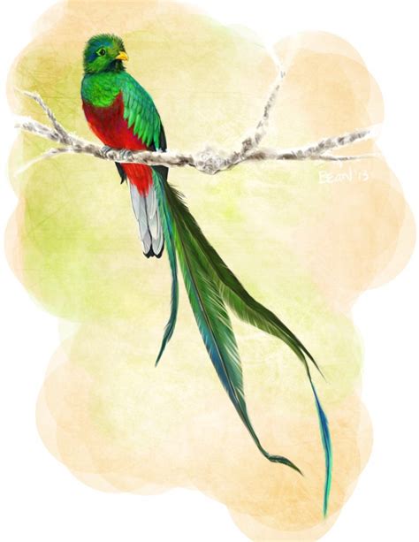 Quetzal Bird Drawing