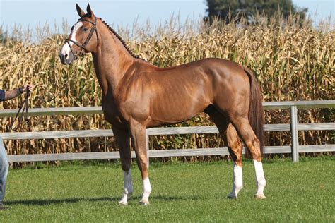 Aganix Du Seigneur Tierarztpraxis Klc Ihre Adresse Für