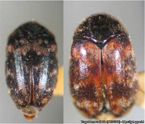 Trogoderma Variabile Trogpa [photos] Eppo Global Database