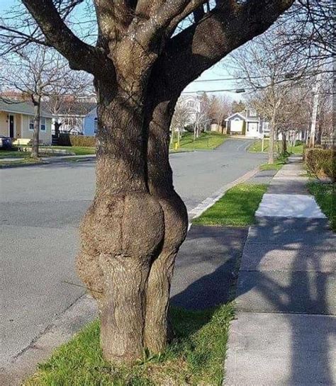 Even Trees Are Being Sexualized R Mendrawingwomen