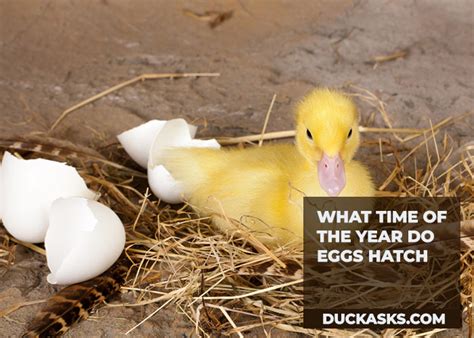 What Month Do Ducklings Hatch Duck Asks
