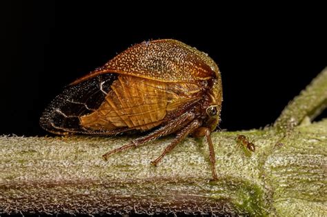 Premium Photo Adult Buffalo Treehopper