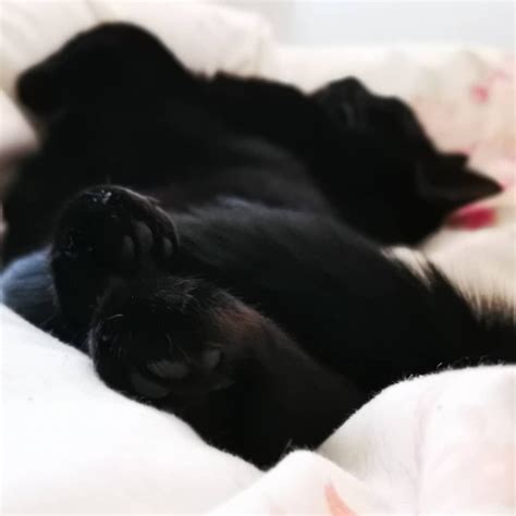 Passed Out Kitty Worn Out By Yesterdays Shenanigans Catsofinstagram