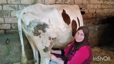 حلب البقره بدون مونتاج وشوية دردشه وكل سنه وانتم طيبين🐄 Youtube