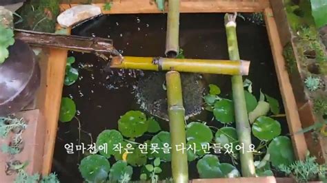 정원에 작은 연못을 만들어 잉어와 금붕어 키우기 Youtube