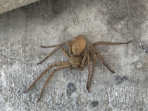 Female Heteropoda Venatoria Huntsman Spider In San Diego California United States