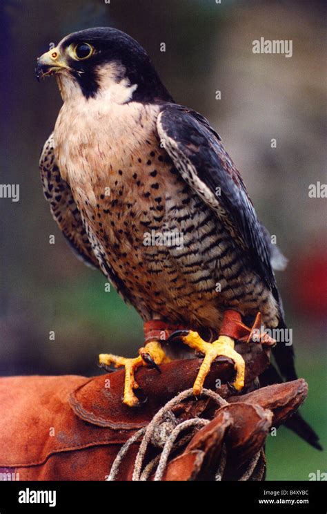 Un Falco Pellegrino Peregrino Immagini E Fotografie Stock Ad Alta